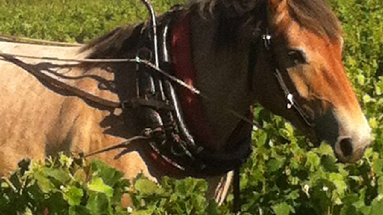 Un cheval dans les vignes - Ulule