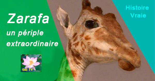 Zarafa, un périple extraordinaire