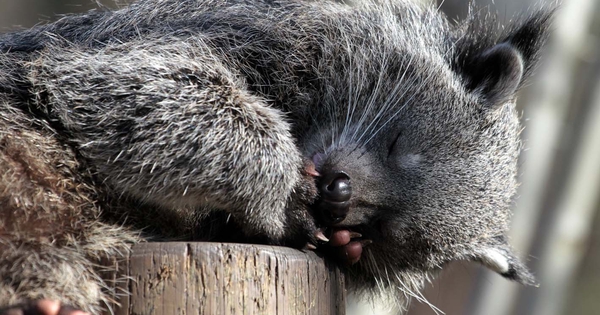 Projet in-situ sur le binturong en Asie du Sud